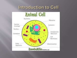 Animal cell culture & its technique & cyropreservation: A review | PPTX
