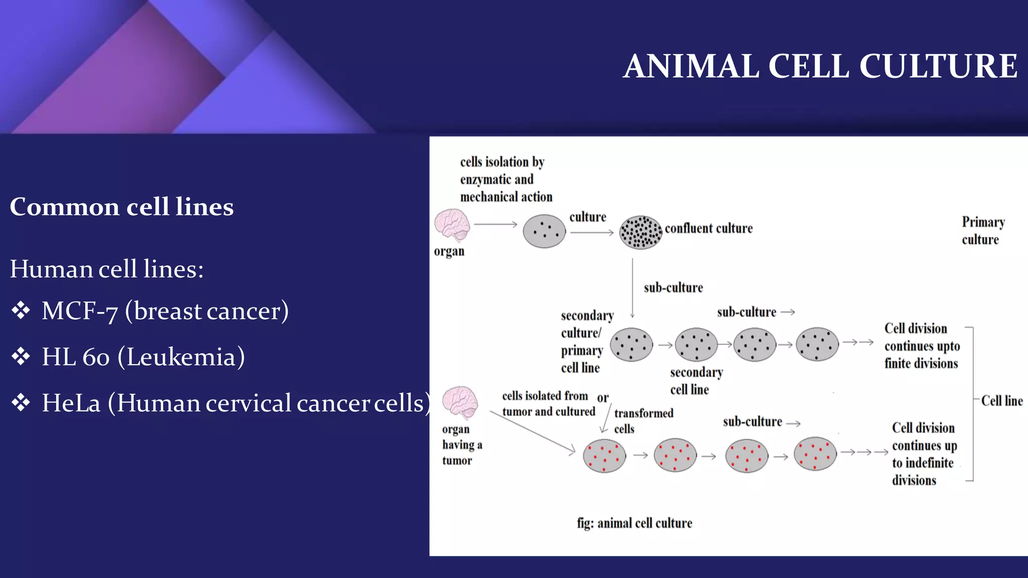Animal cell culture (Basics) | PDF