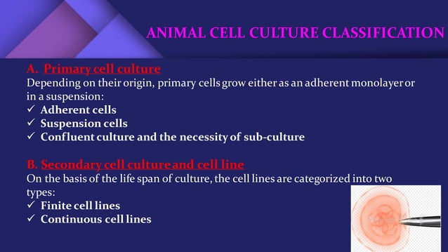 Animal cell culture (Basics) | PDF | Biotech and Biomedical Industry ...