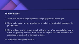 Animal cell culture (Basics) | PDF