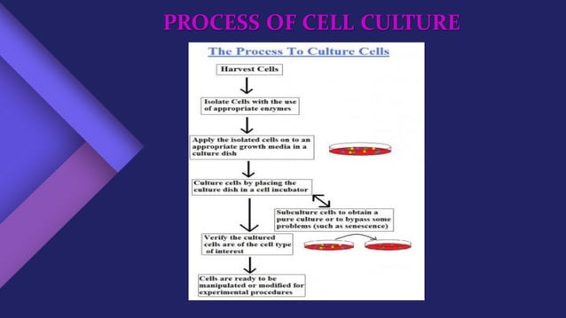 Animal cell culture (Basics) | PDF | Biotech and Biomedical Industry ...