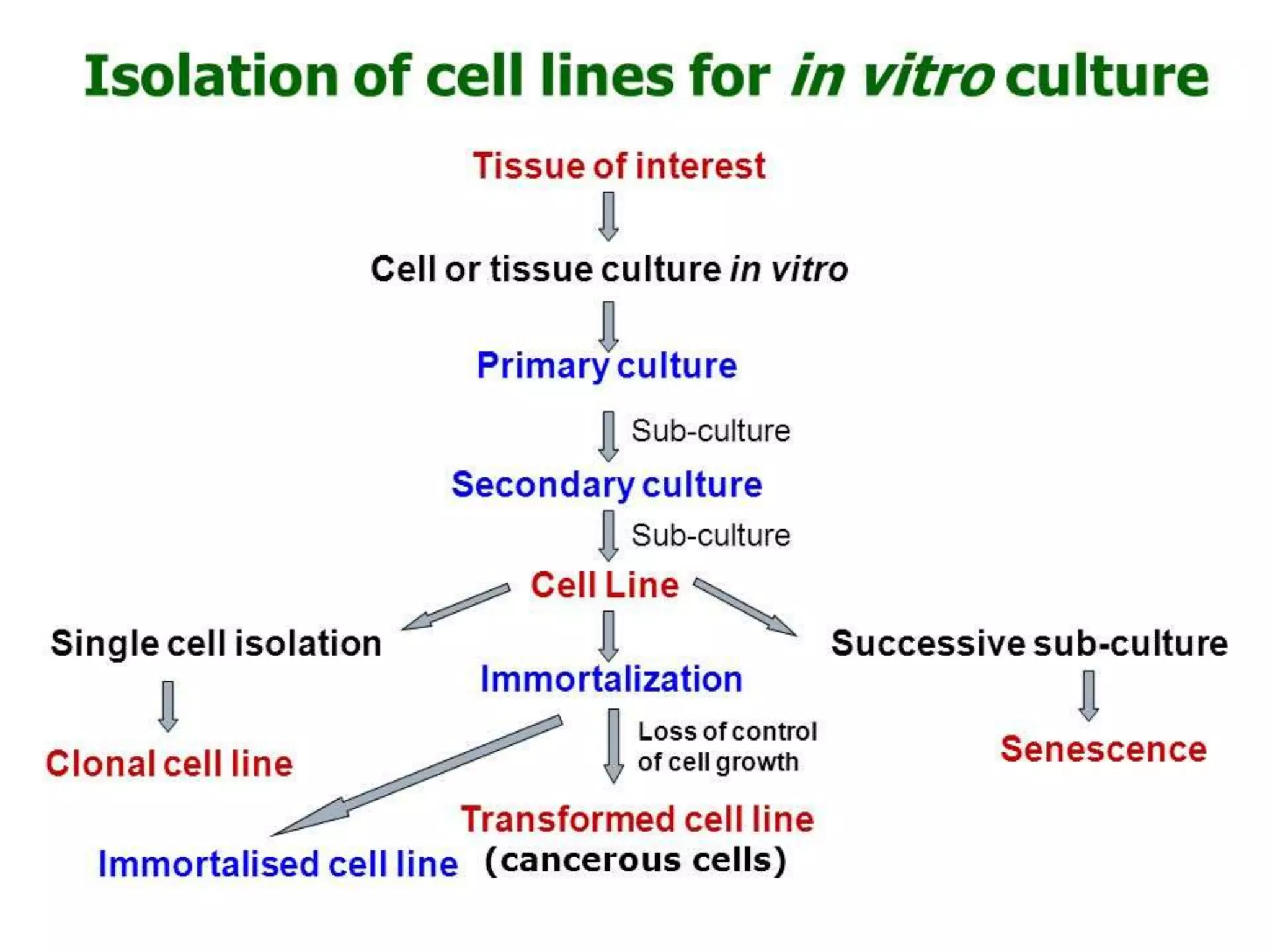 Animal cell culture | PPTX