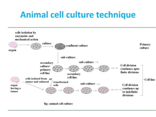Animal cell culture | PPTX