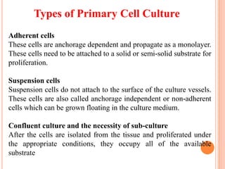 Animal Cell Culture_Basics in Animal Biotechnology.ppt