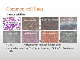 Animal cell culture techniques | PPTX