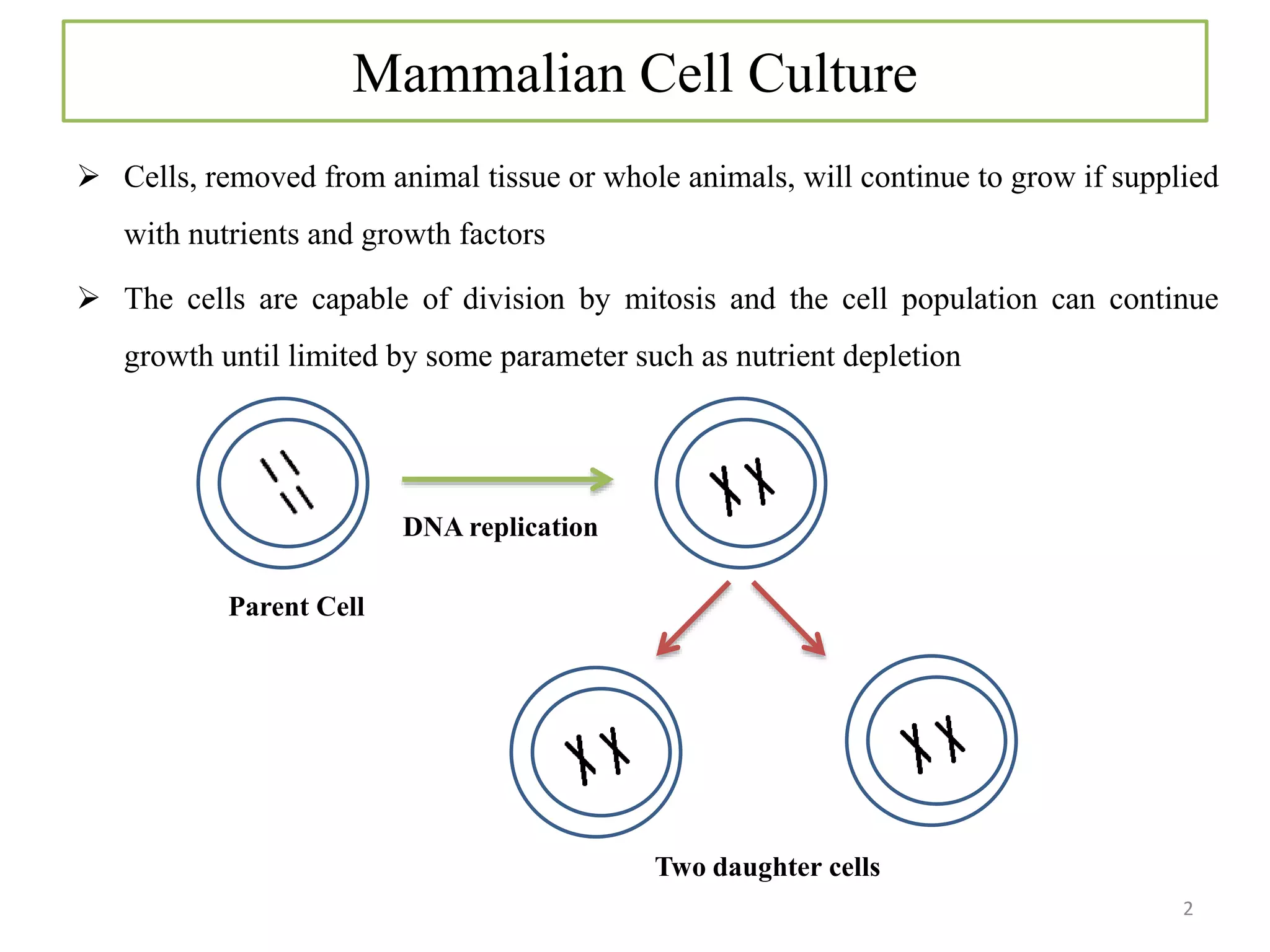 Animal cell introduction | PPT