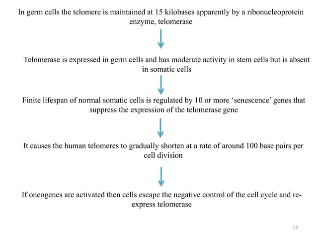 Animal cell introduction | PPT