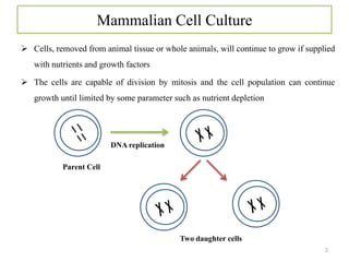 Animal cell introduction | PPT