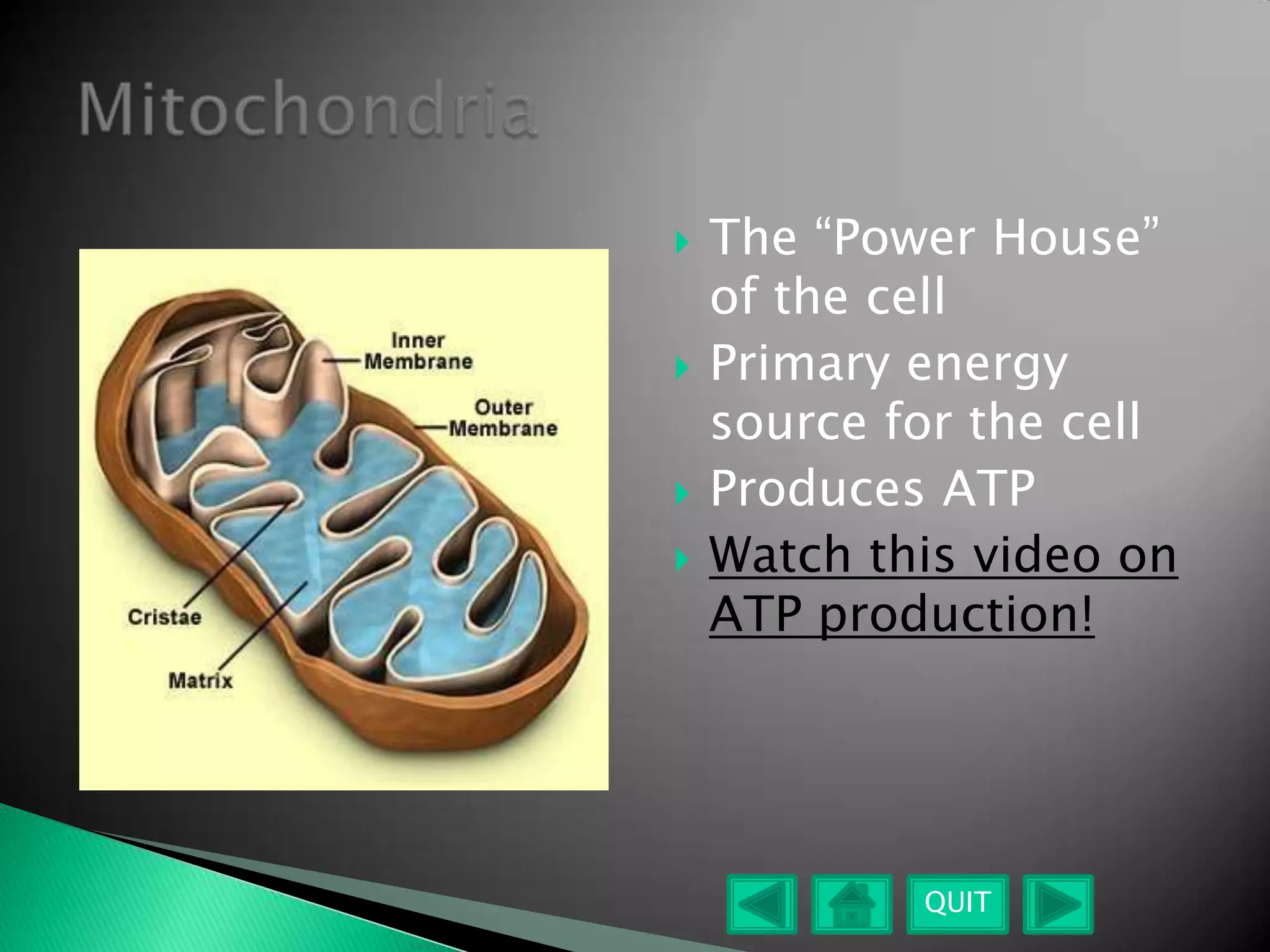 Animal Cell Organelles | PPTX
