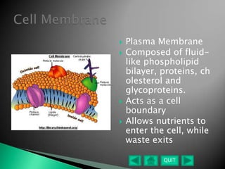 Animal Cell Organelles | PPT