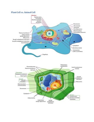 Animal cell plant cell | DOCX