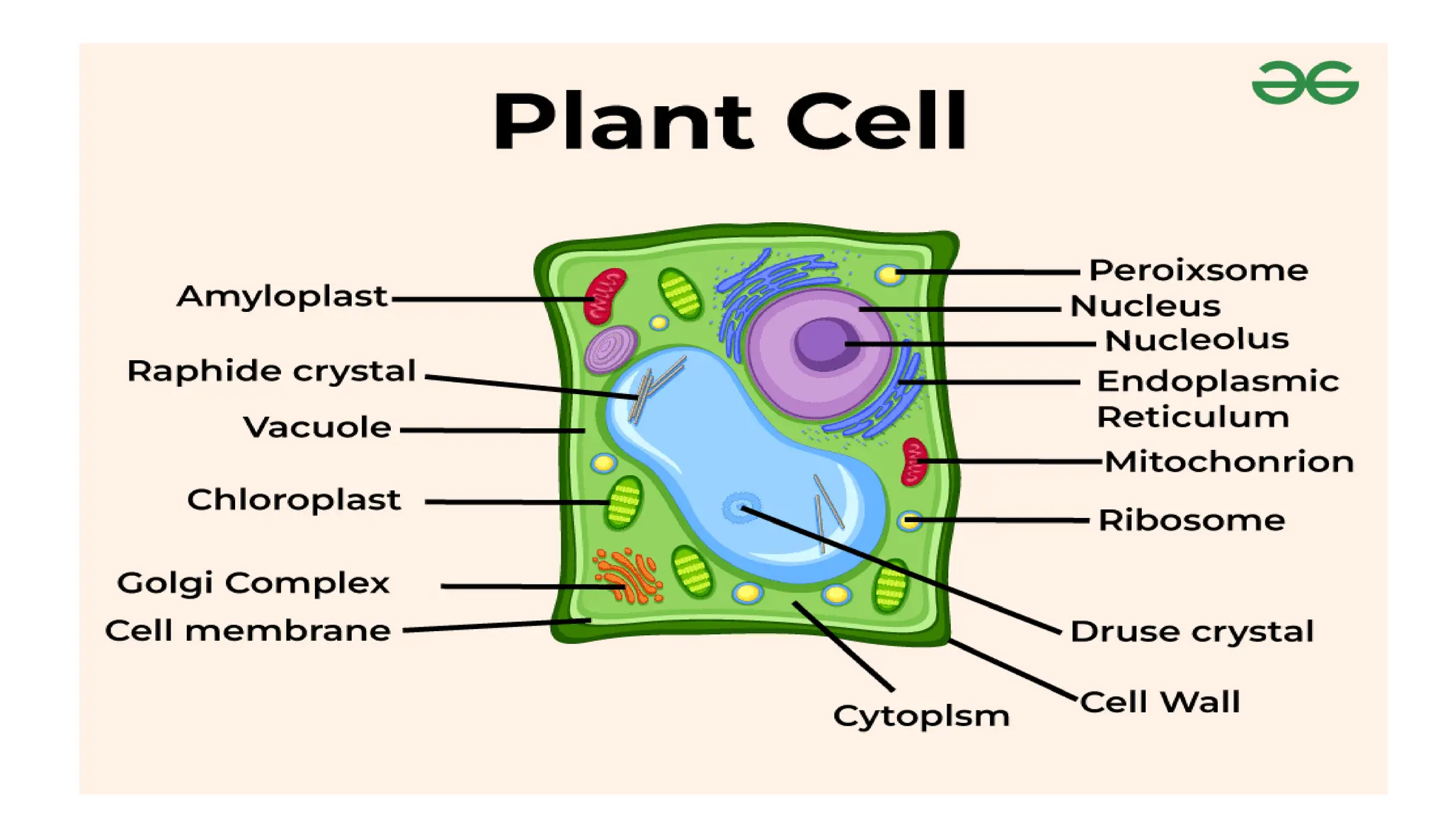 animal cell plant cell power point presentation | PPTX