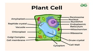 animal cell plant cell power point presentation | PPTX