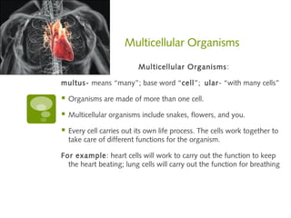 Animal cell pp lesson | PPT