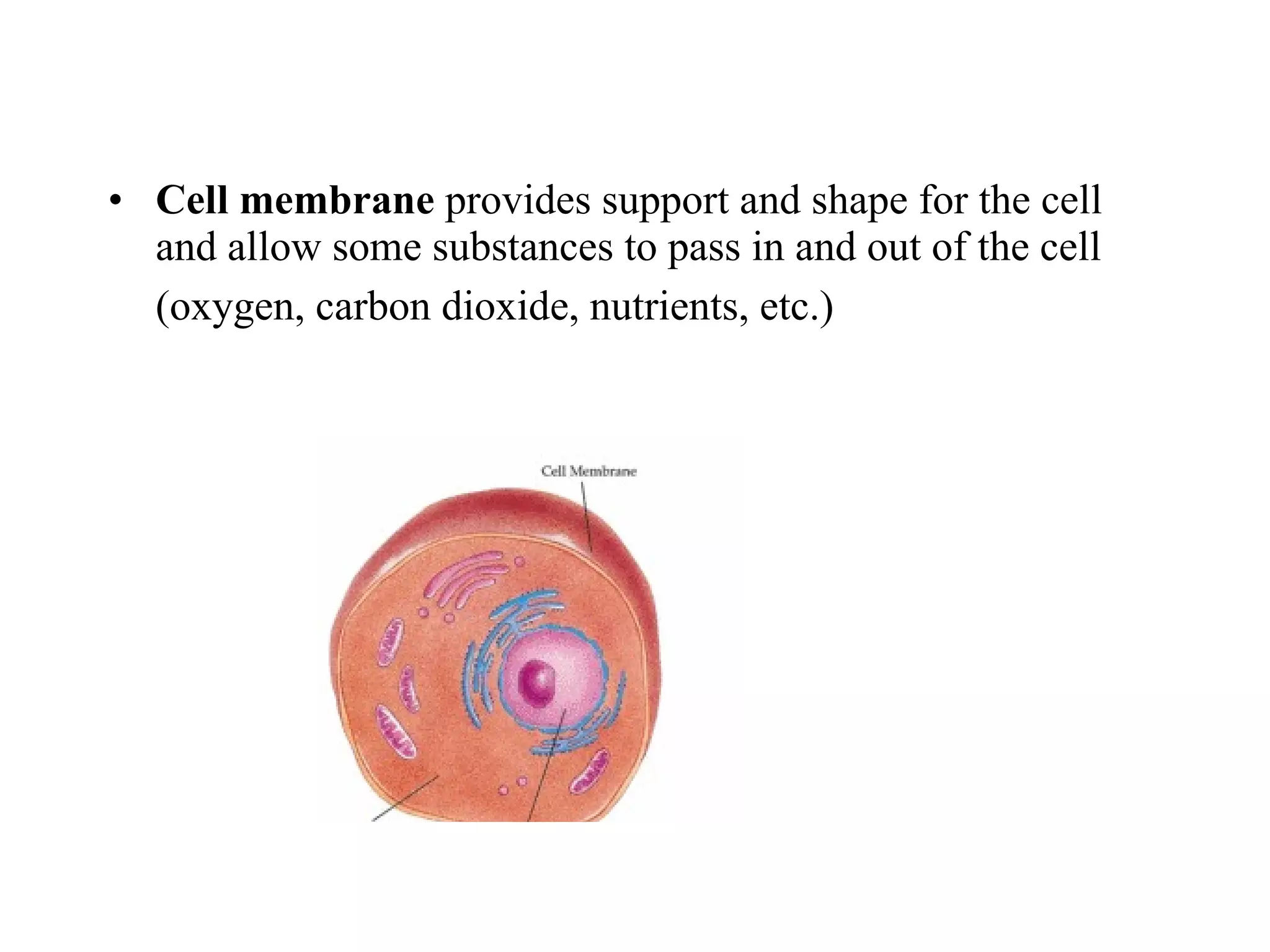 Animal cells | PPT
