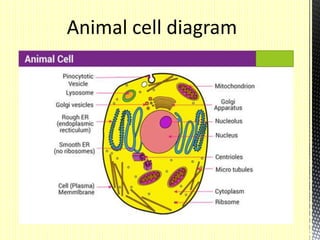 Animal cells | PPTX