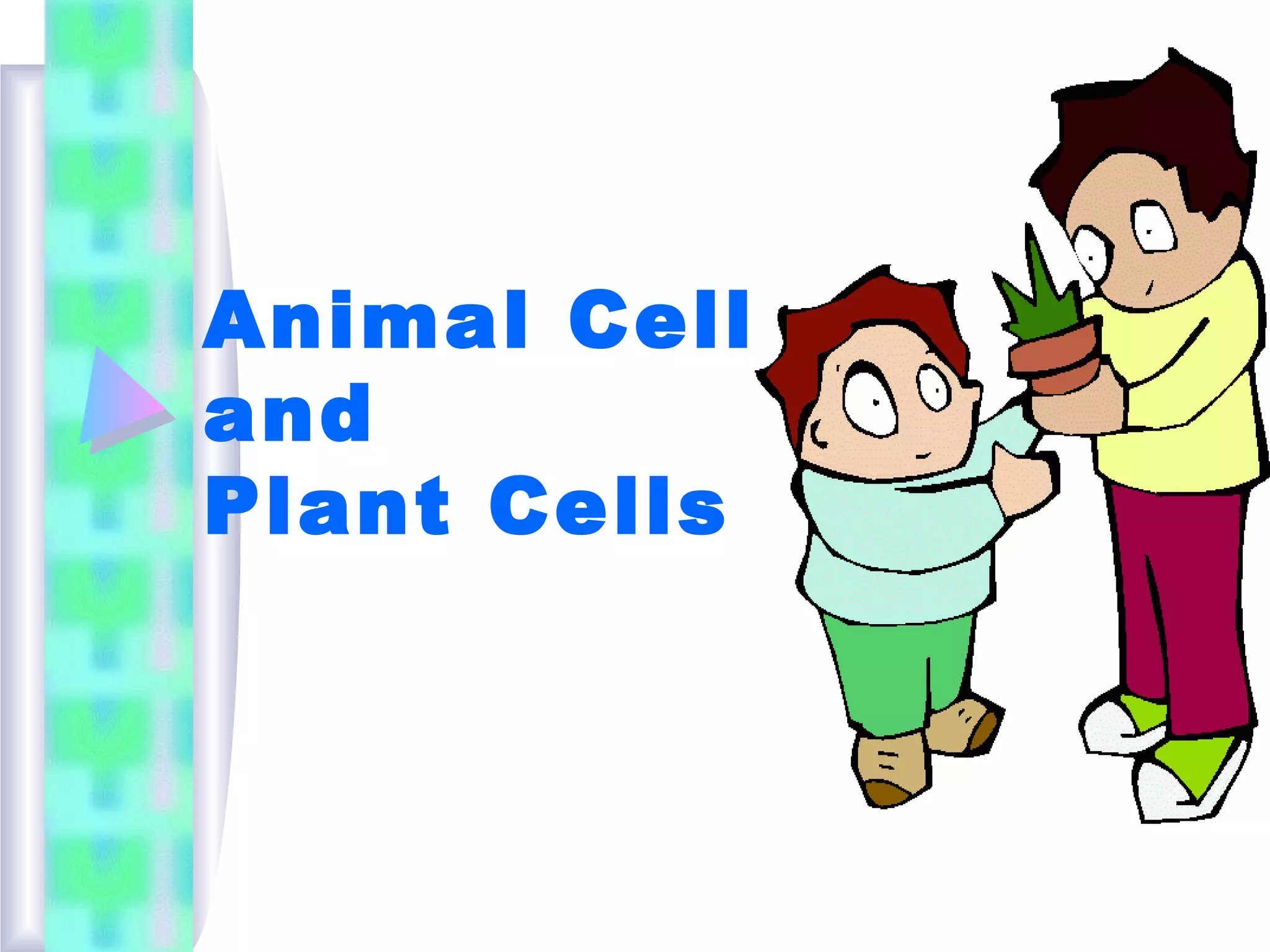 Animal cells and plant cells | PPT