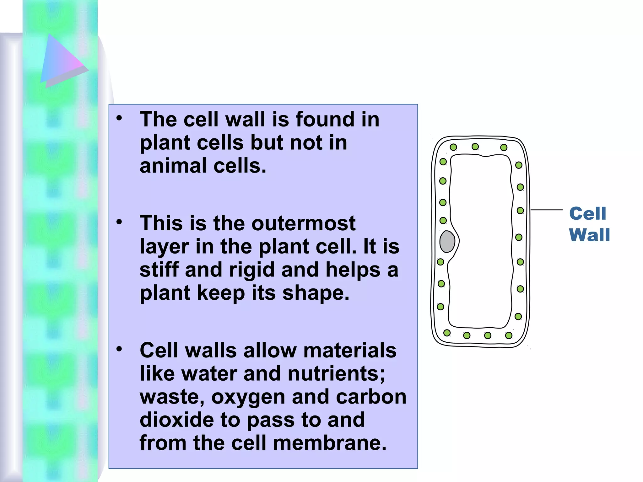 Animal cells and plant cells | PPT