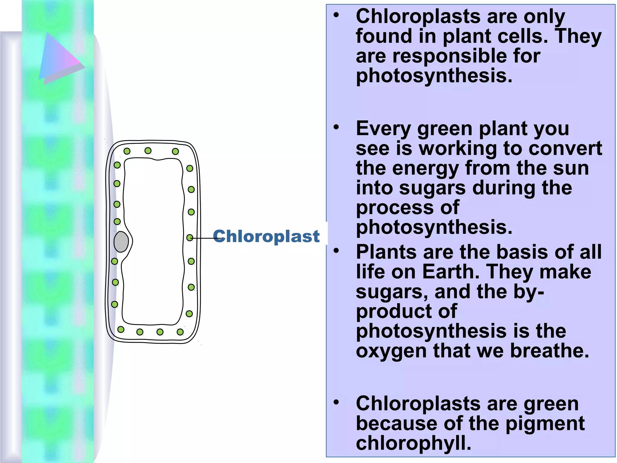 Animal cells and plant cells | PPT