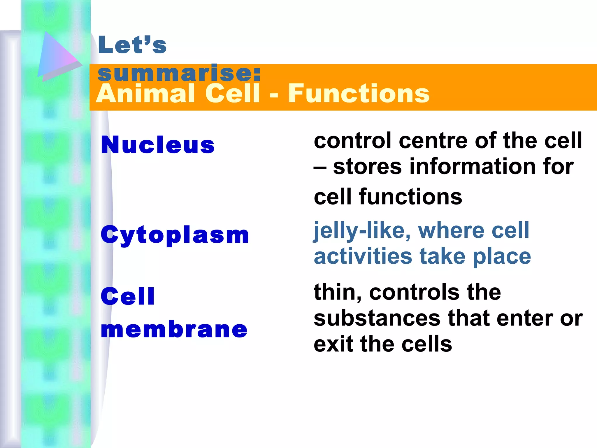 Animal cells and plant cells | PPT