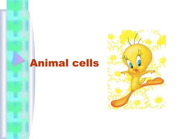 Animal cells and plant cells | PPT | Biological Sciences | Science