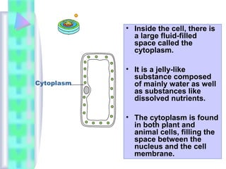Animal cells and plant cells | PPT