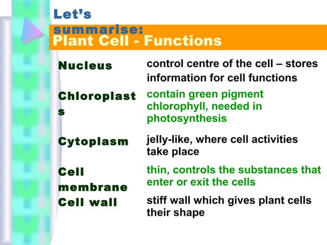 Animal cells and plant cells | PPT | Biological Sciences | Science