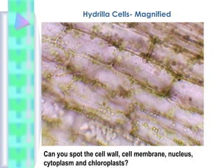 Animal cells and plant cells | PPT
