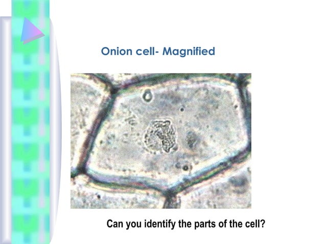 Animal cells and plant cells | PPT | Biological Sciences | Science