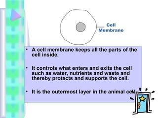 Animal cells and plant cells | PPT