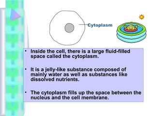 Animal cells and plant cells | PPT