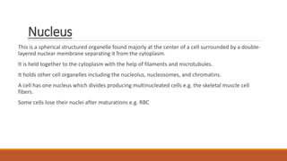 Animal Cell Structure | PPTX
