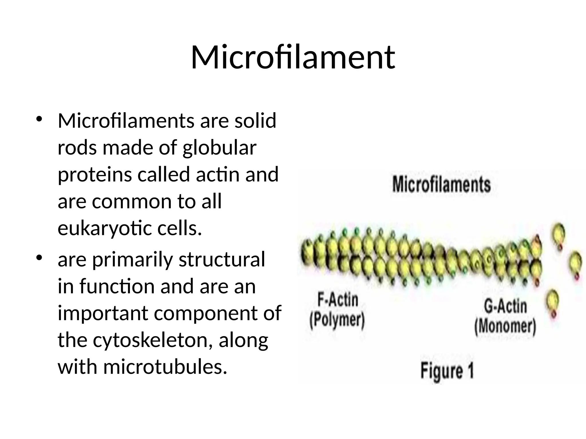 animal cell structure and function of cells | PPTX