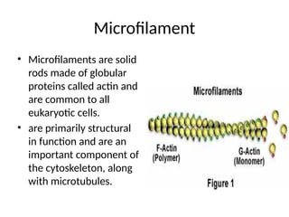 animal cell structure and function of cells | PPTX