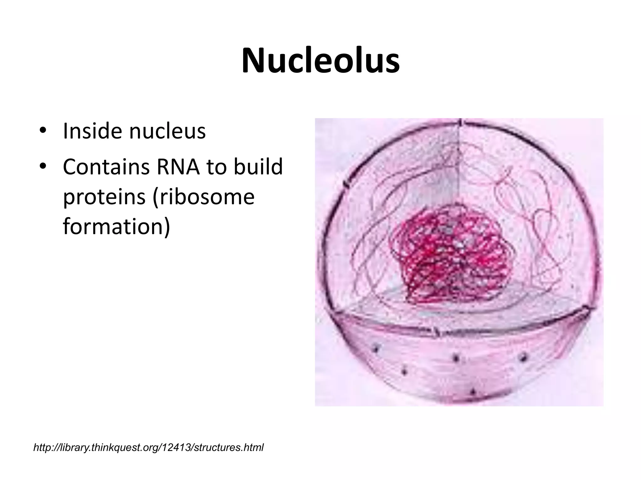 Animal cell structure and function copy | PPTX