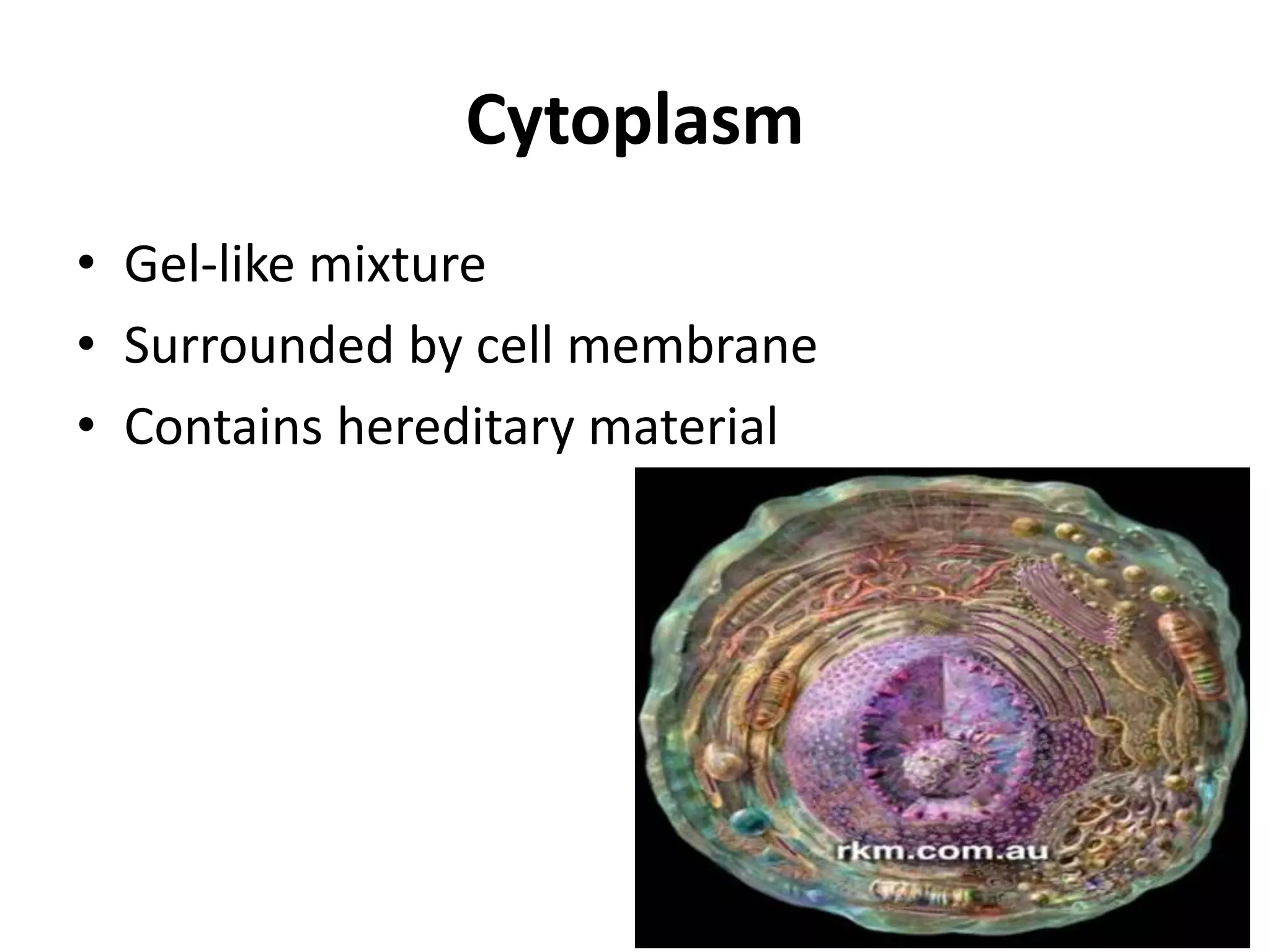 Animal cell structure and function copy | PPTX