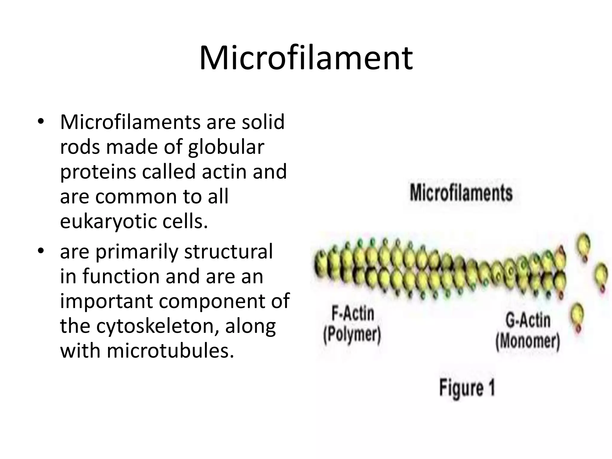 Animal cell structure and function copy | PPTX