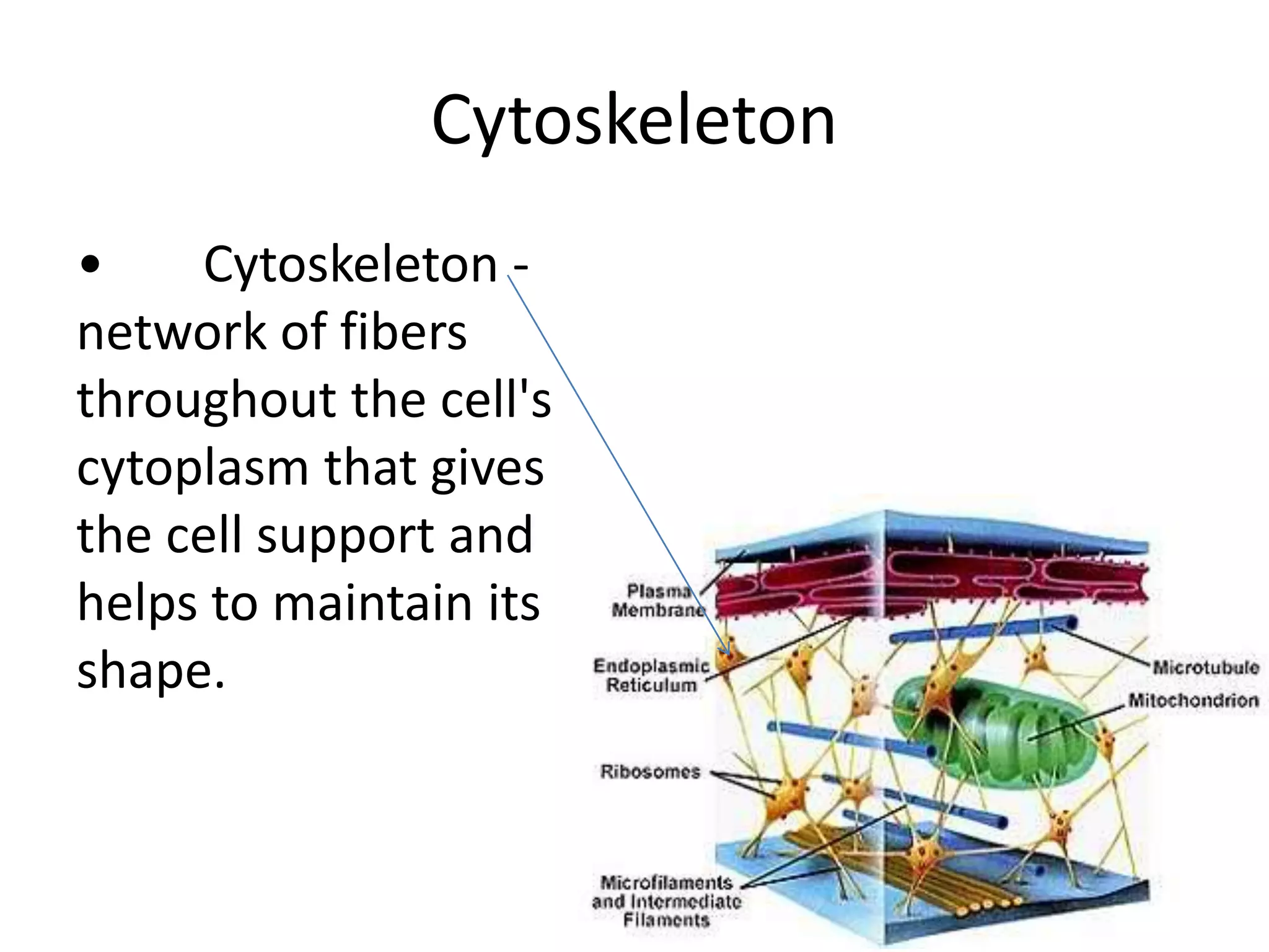 Animal cell structure and function copy | PPTX