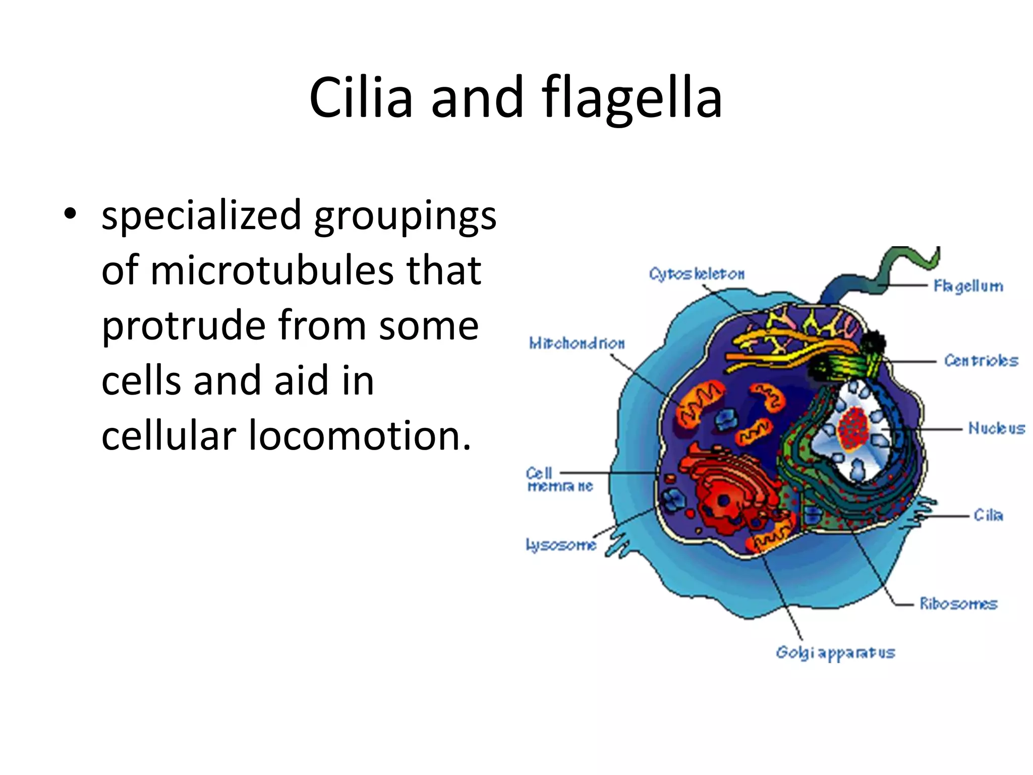 Animal cell structure and function copy | PPTX