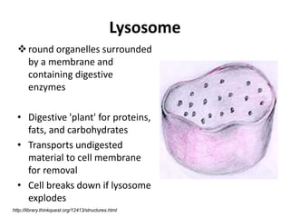 Animal cell structure and function copy | PPTX