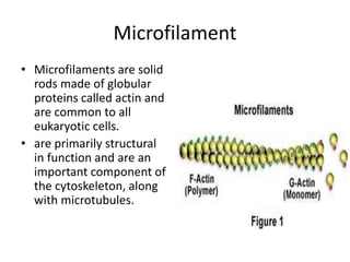 Animal cell structure and function copy | PPTX