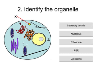Secretory Vesicle In Animal Cell