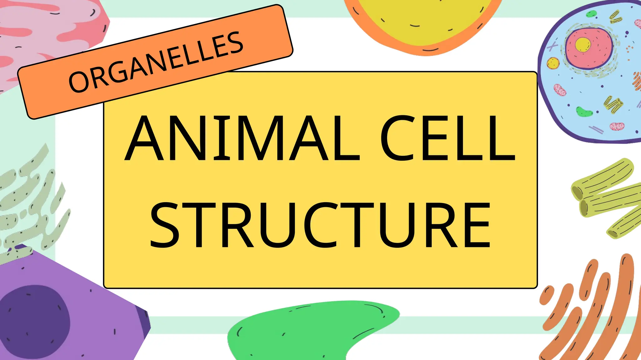 Animal Cell Structure.pptx describes the functions of common organelles ...