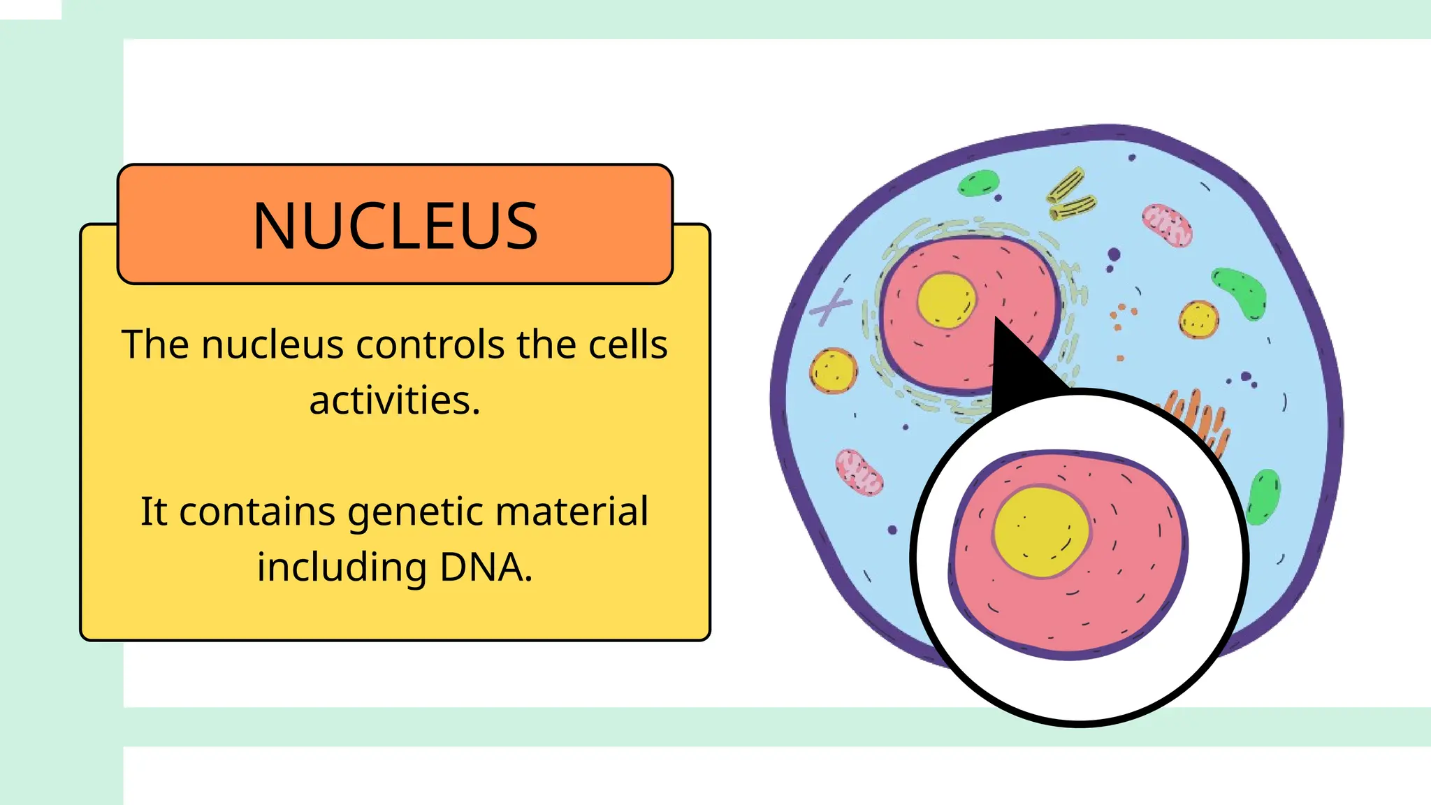 Animal Cell Structure.pptx describes the functions of common organelles ...