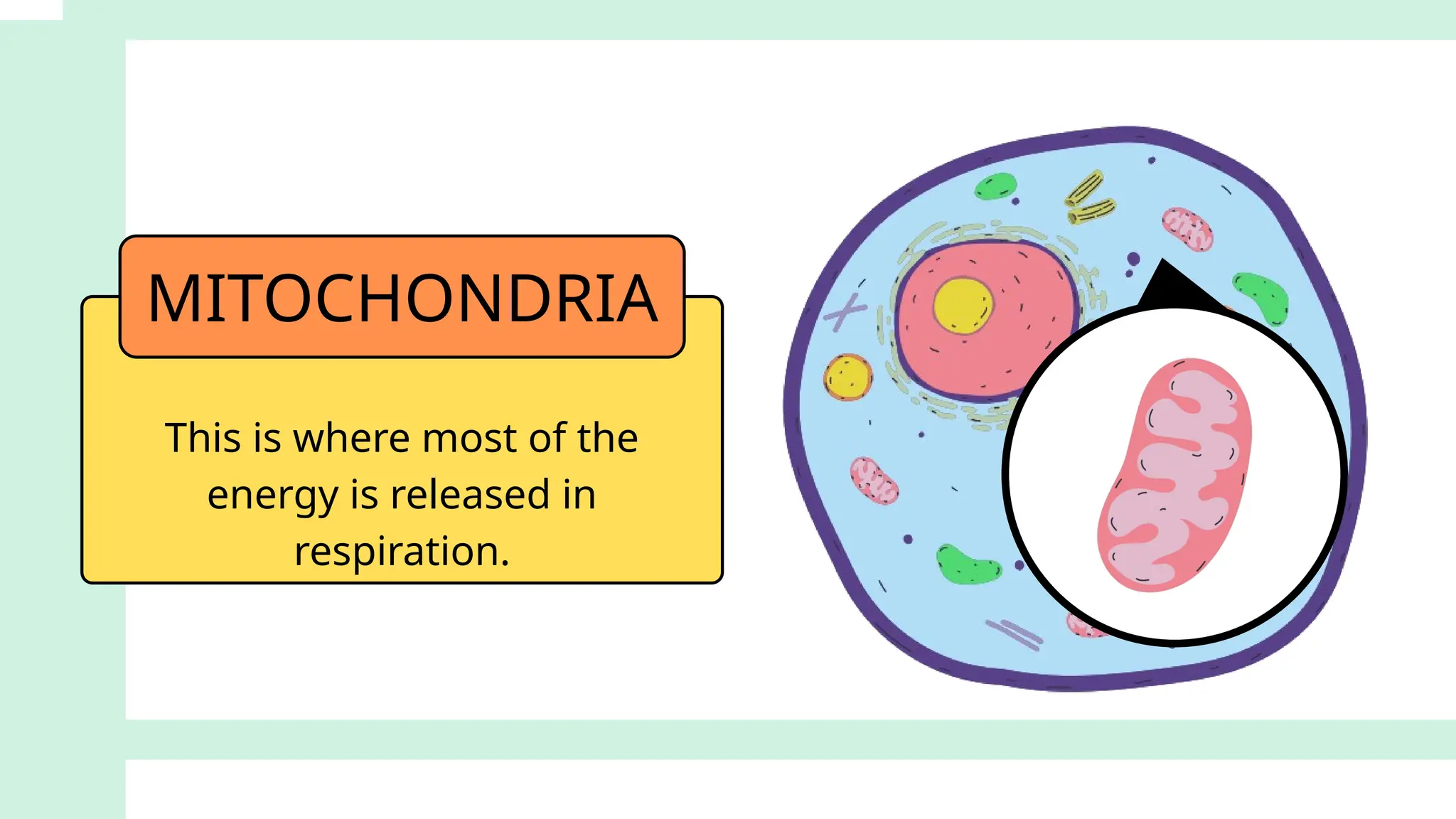 Animal Cell Structure.pptx describes the functions of common organelles ...
