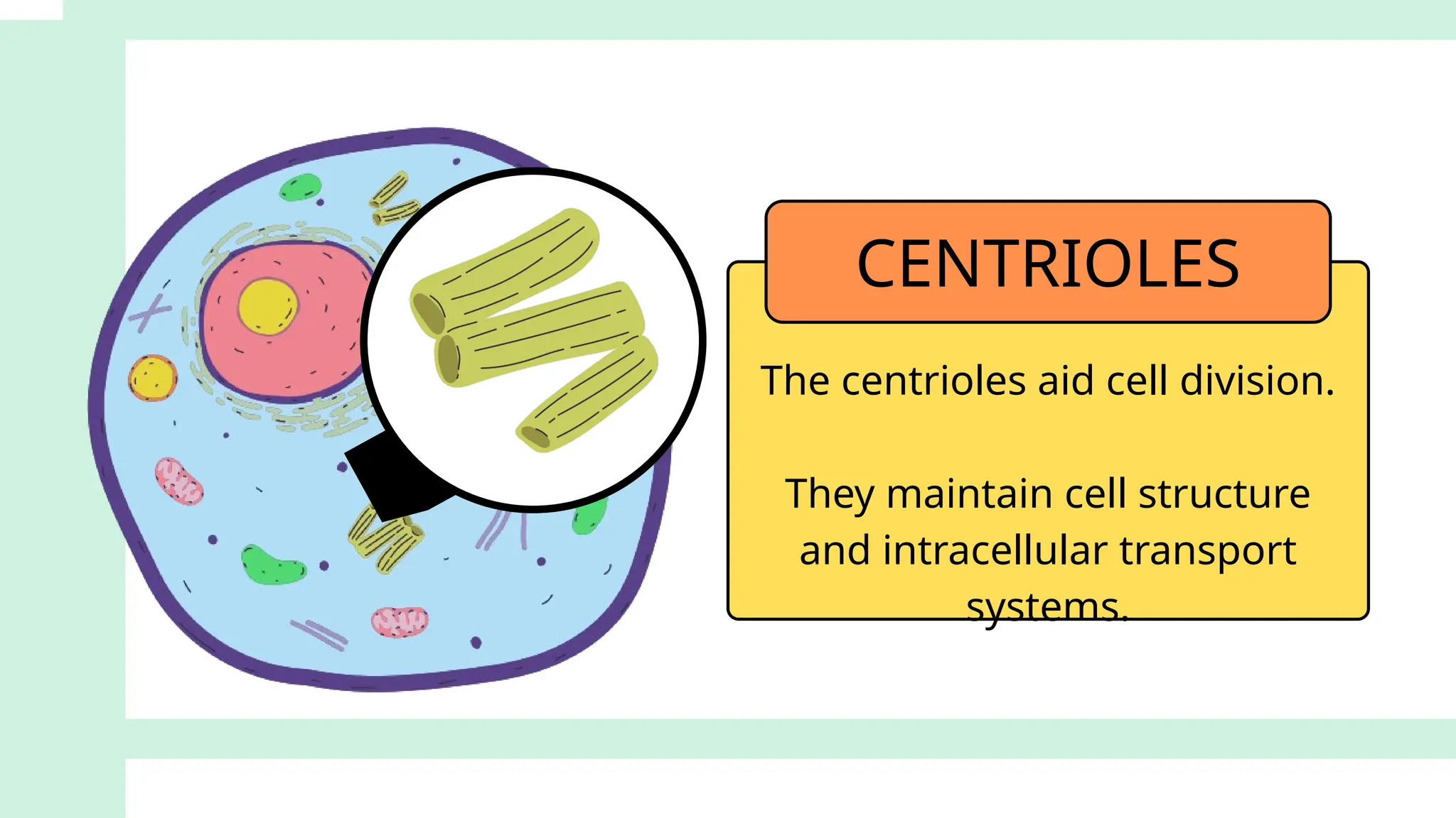 Animal Cell Structure.pptx describes the functions of common organelles ...