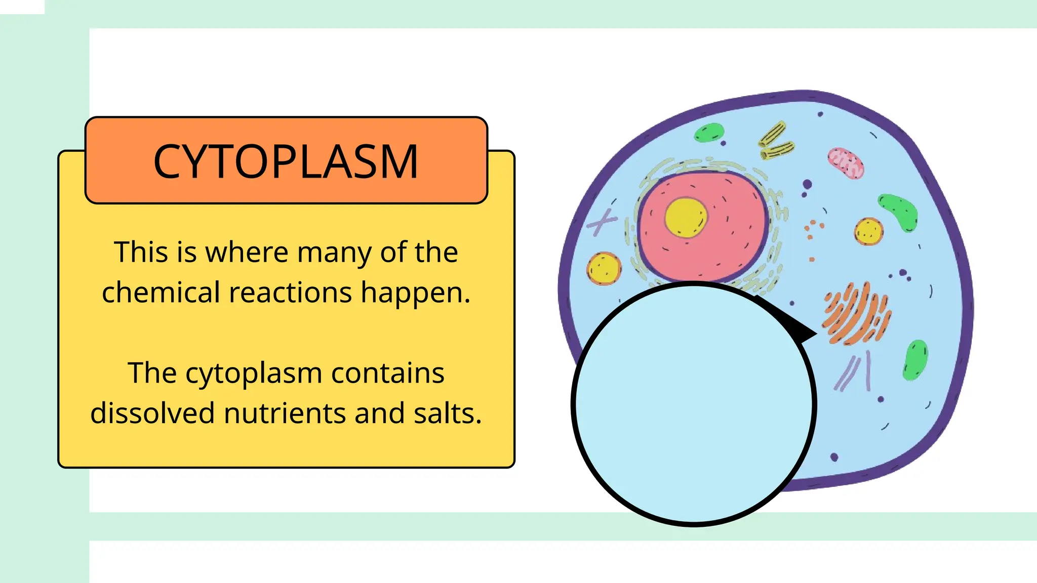 Animal Cell Structure.pptx describes the functions of common organelles ...