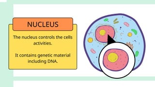 Animal Cell Structure.pptx describes the functions of common organelles ...