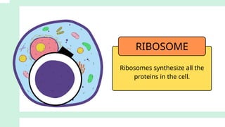 Animal Cell Structure.pptx describes the functions of common organelles ...