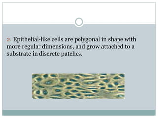 Animal cell, tissue culture | PPTX